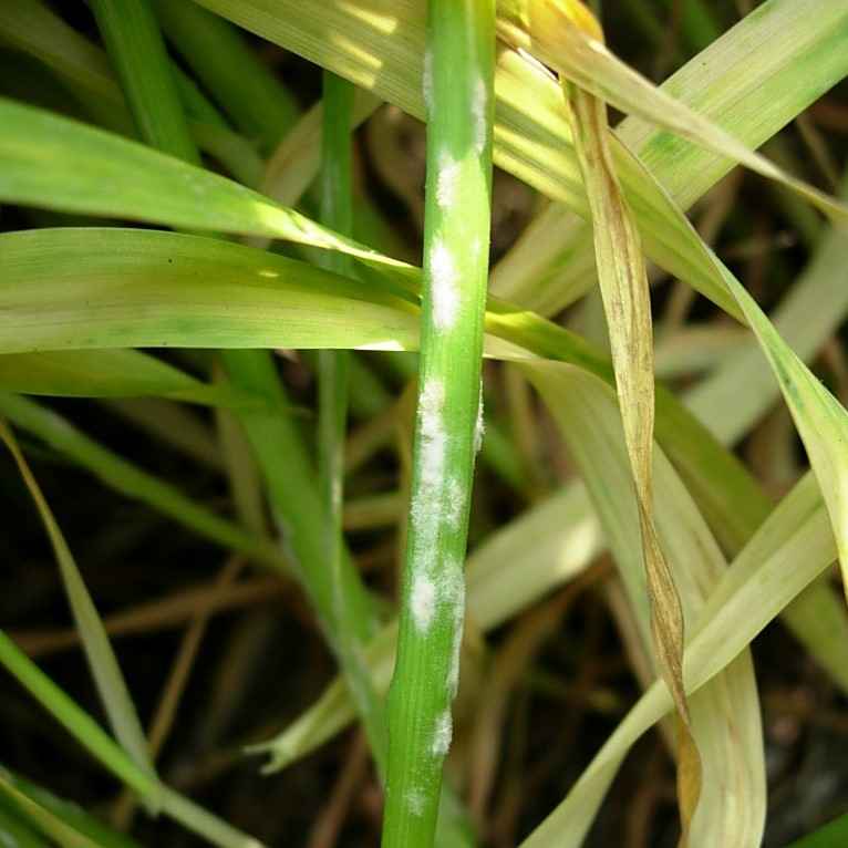 Manejo de doenças fúngicas em trigo | Revista Cultivar