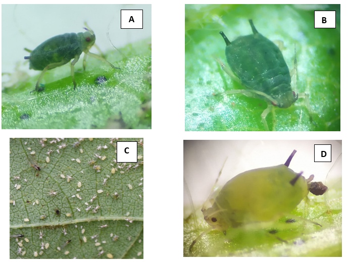 Pulgão em algodoeiro e seus inimigos naturais | Revista Cultivar