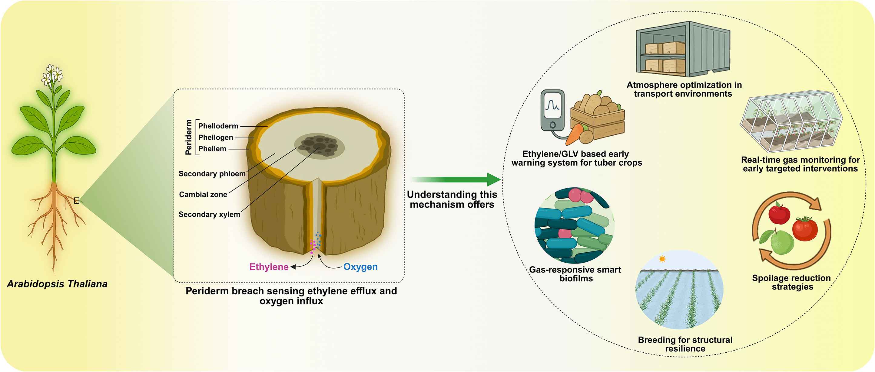 Ethylene and oxygen control tissue regeneration in plants - Cultivar ...