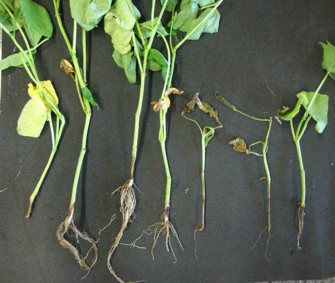 Manejo da murcha de fusário em feijão | Revista Cultivar