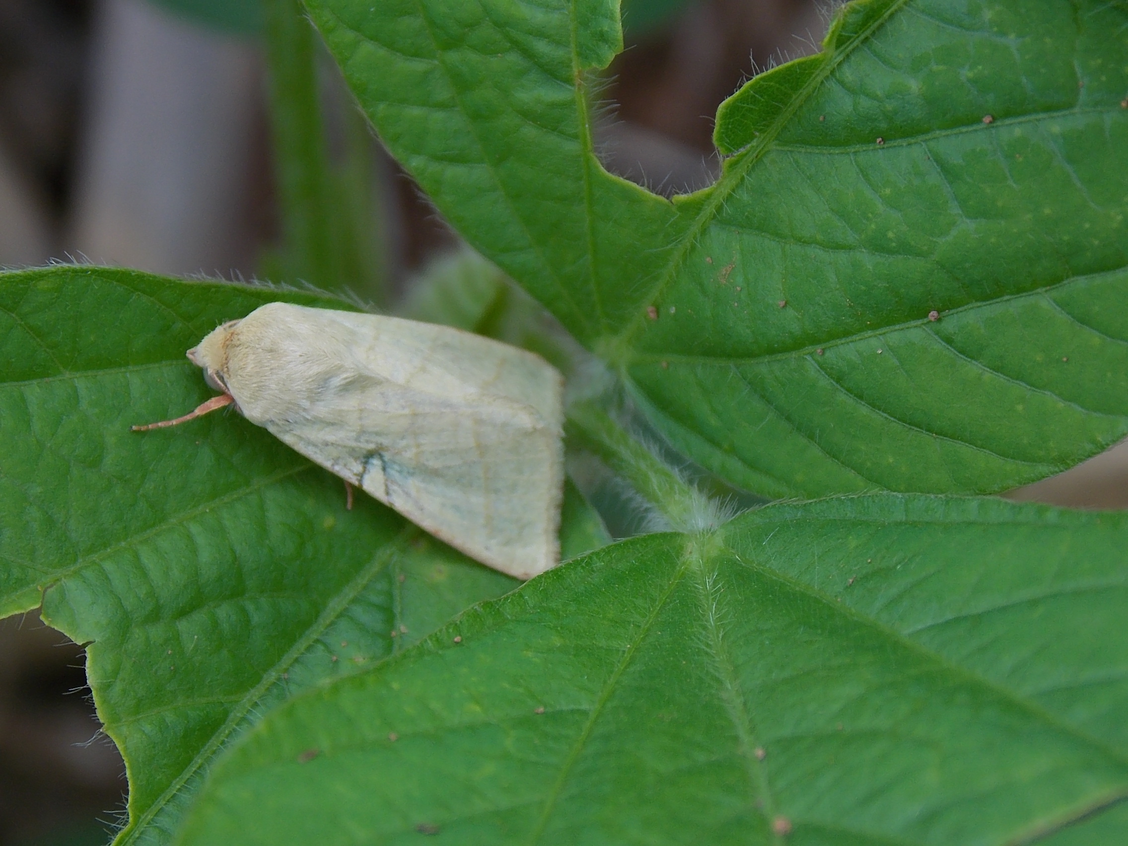 Pressão de pragas na cultura da soja | Revista Cultivar