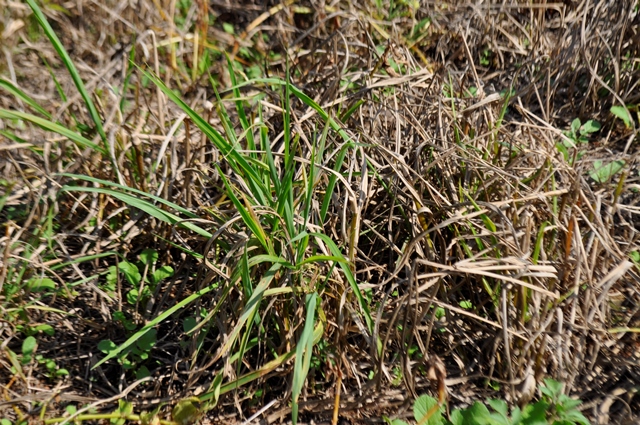 Capim amargoso e interação de herbicidas | Revista Cultivar