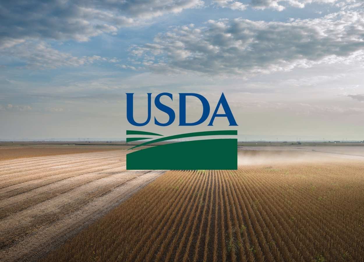 Área plantada deve chegar a 49,1 milhões de hectares, com produção ...