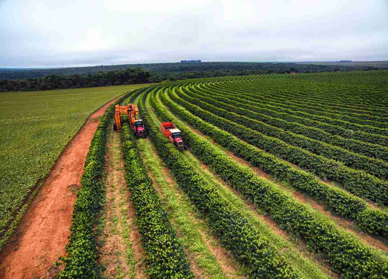 Coffee Crops Brazil