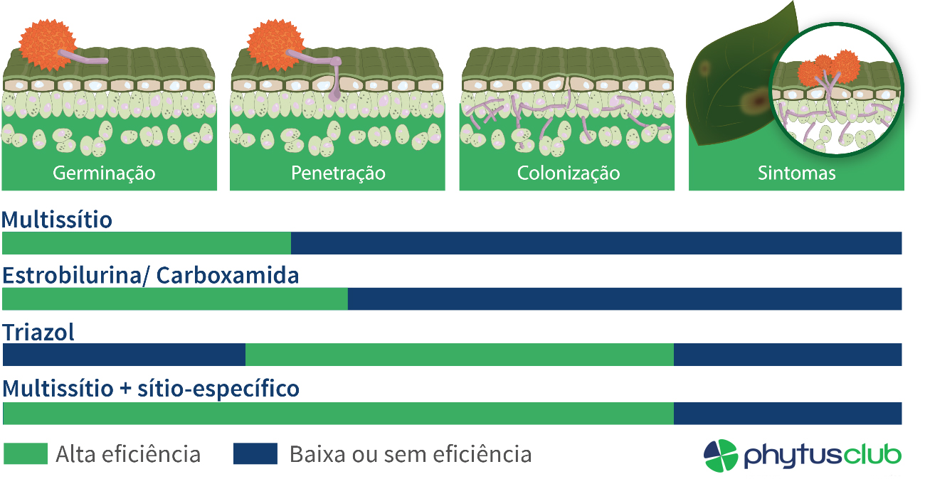 Carboxamidas no manejo da ferrugem asiática | Revista Cultivar