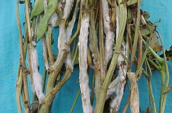 Manejo da murcha de fusário em feijão | Revista Cultivar