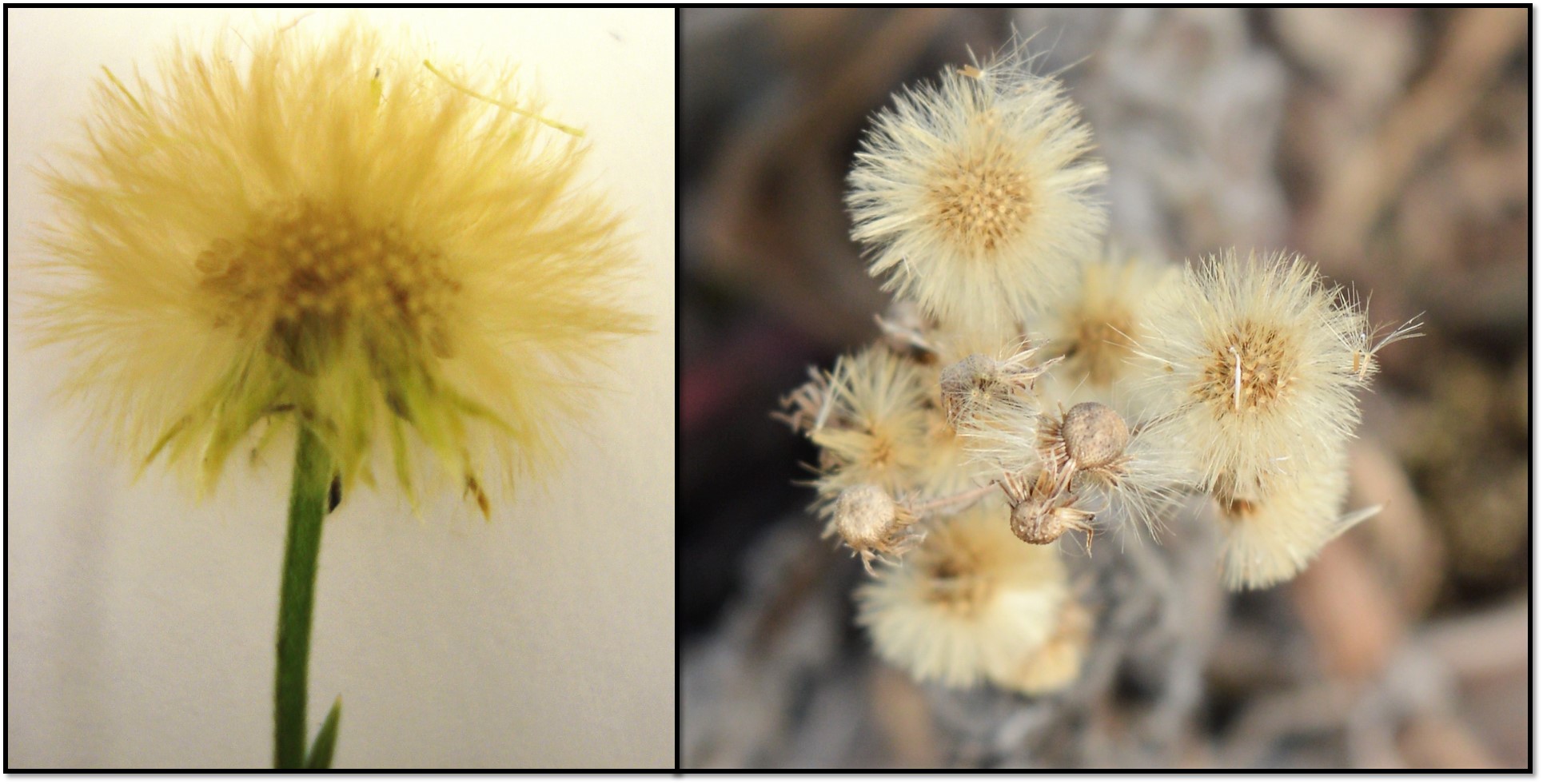 Manejo correto da buva | Revista Cultivar