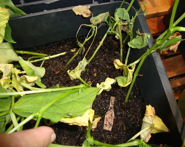 Manejo da murcha de fusário em feijão | Revista Cultivar