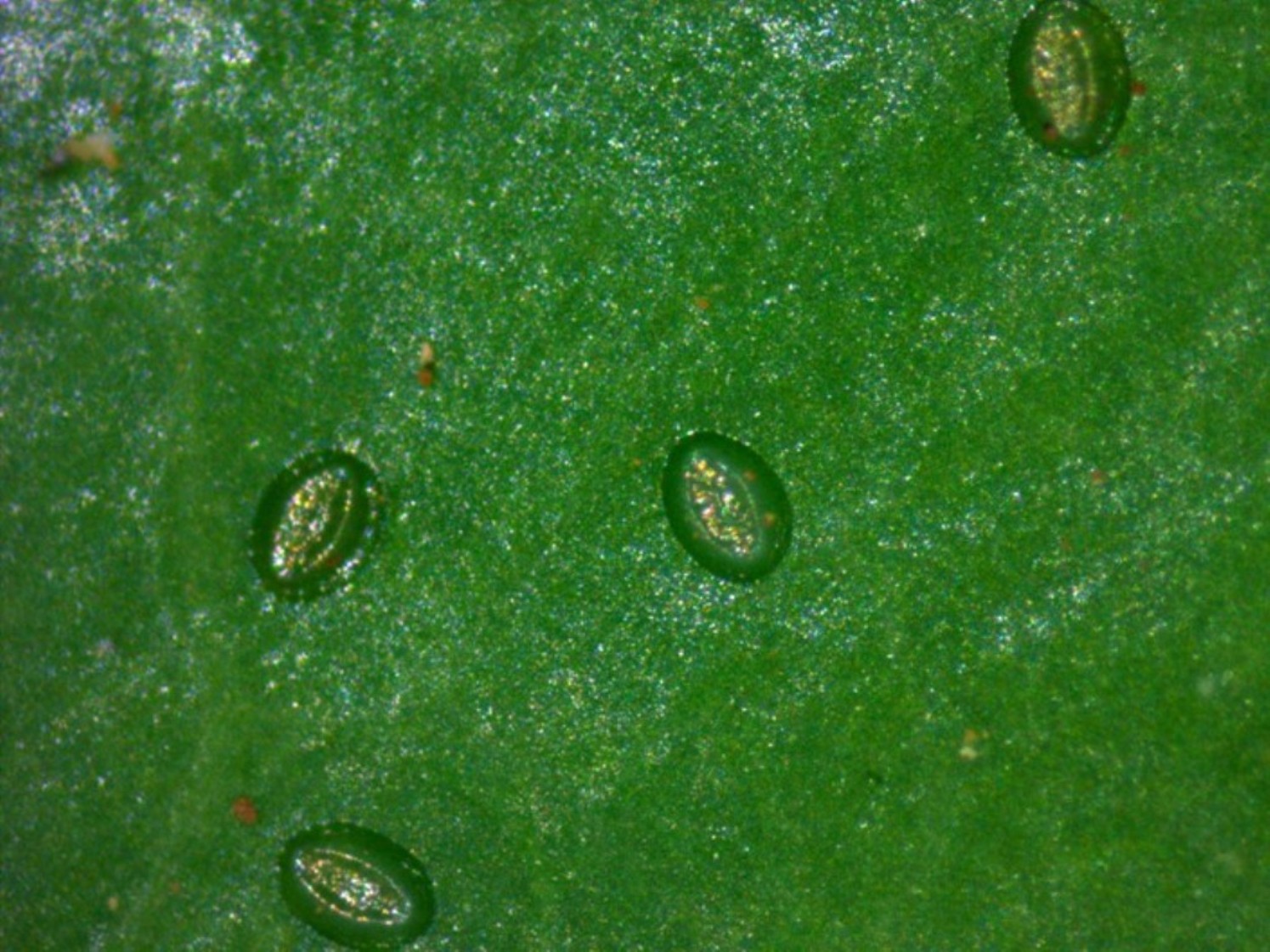 Manejo ecológico do bicho-mineiro no café | Revista Cultivar