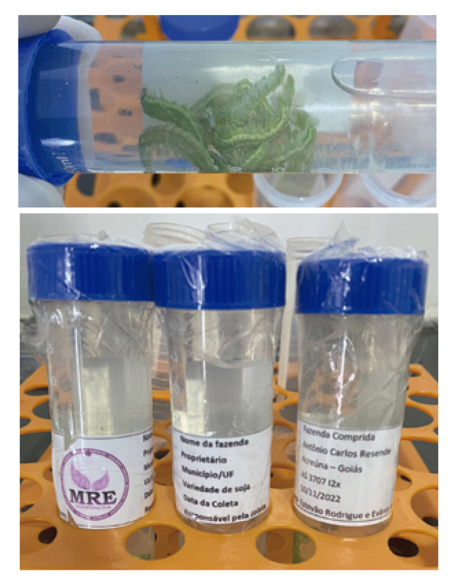 Helicoverpa zea ataca lavoura de soja INTACTA 2 XTEND | Revista Cultivar