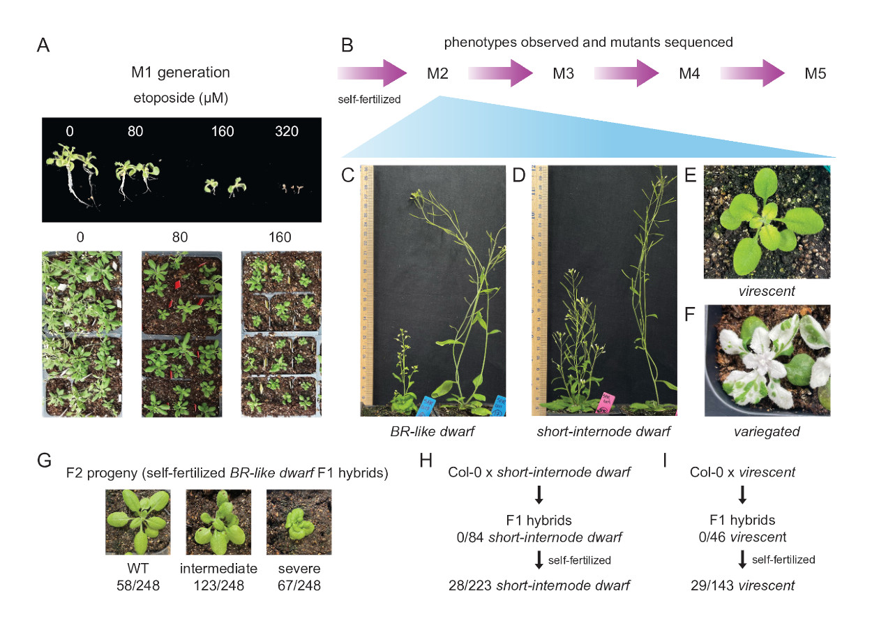 Drug used to fight cancer could replace radiation in plant breeding ...