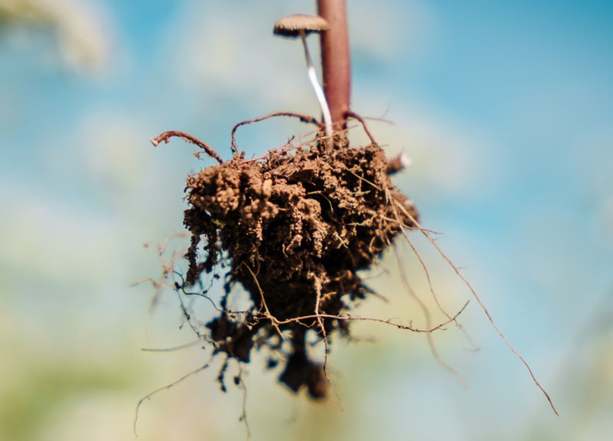 Projeto CCarbon, realizado pela Cargill e pela USP, conduzirá estudos ...