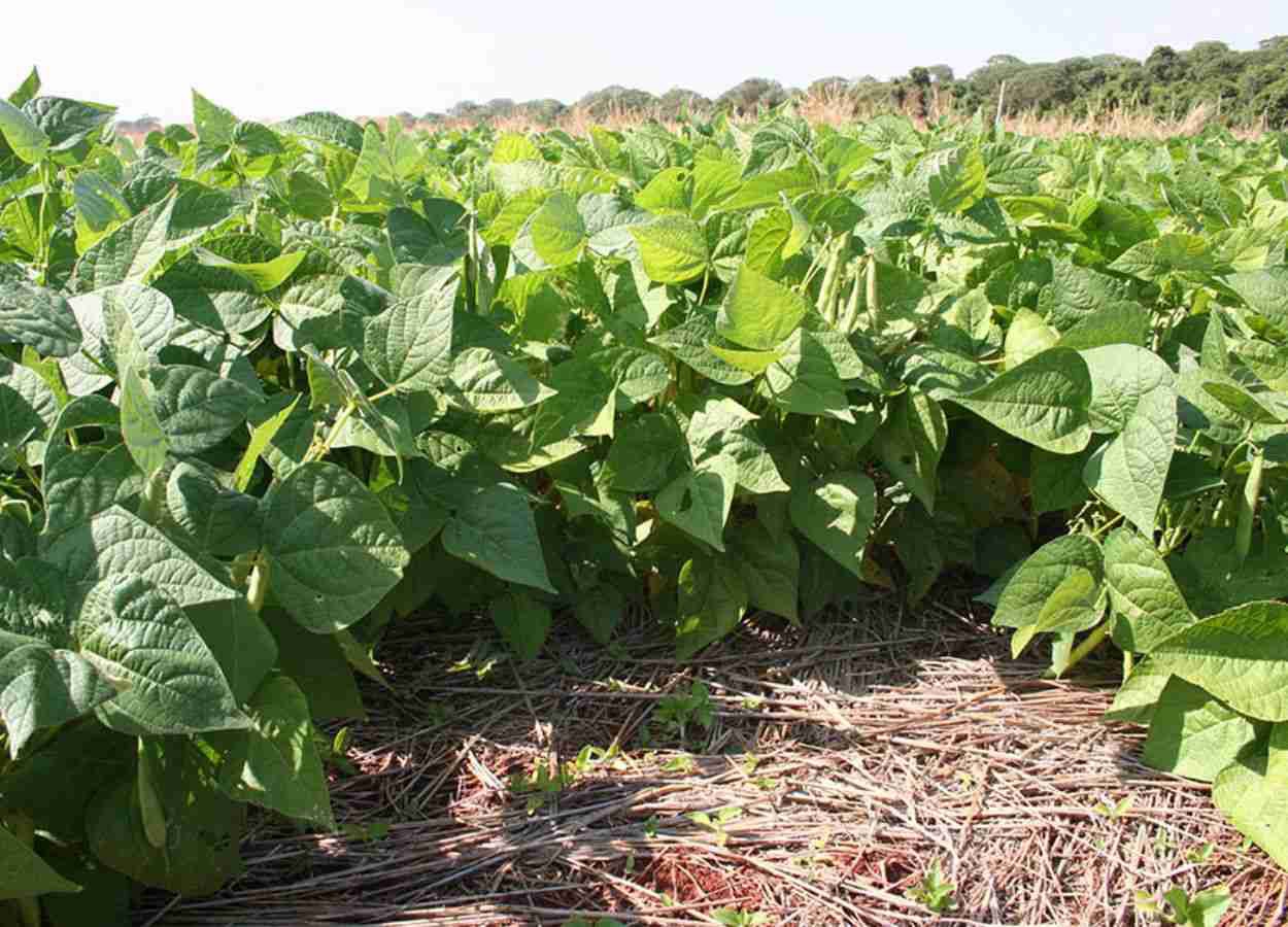 Cultivar Magazine - News and Technical Articles from the Agricultural ...