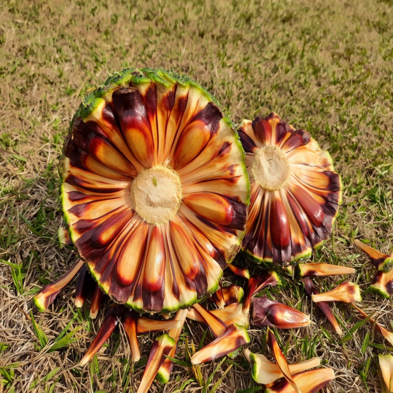 Safra do pinhão na Serra Gaúcha deverá apresentar variações entre os ...