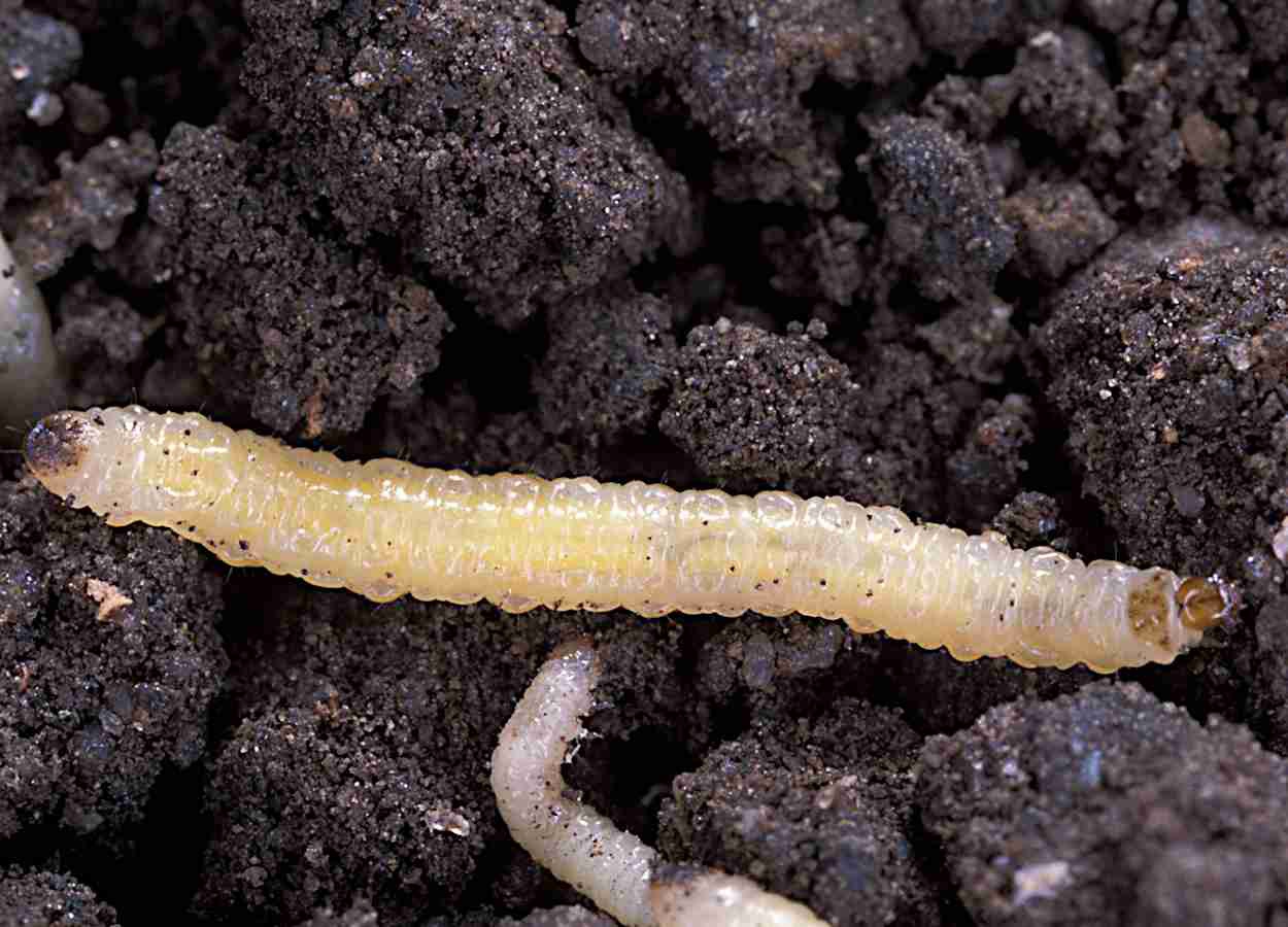 Estudo mostra que resistência à proteína Bt compromete também cultivos ...