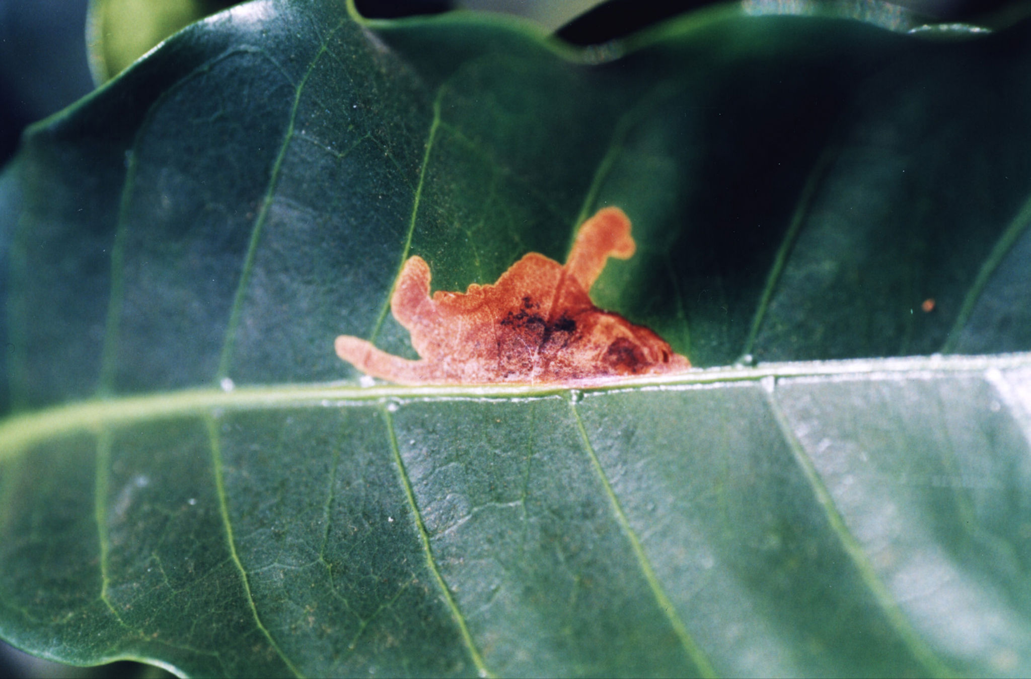 Manejo ecológico do bicho-mineiro no café | Revista Cultivar