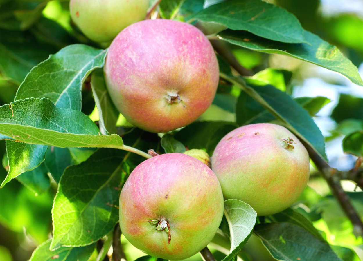 Genetic mechanism of spur-type apple trees discovered - Cultivar Magazine