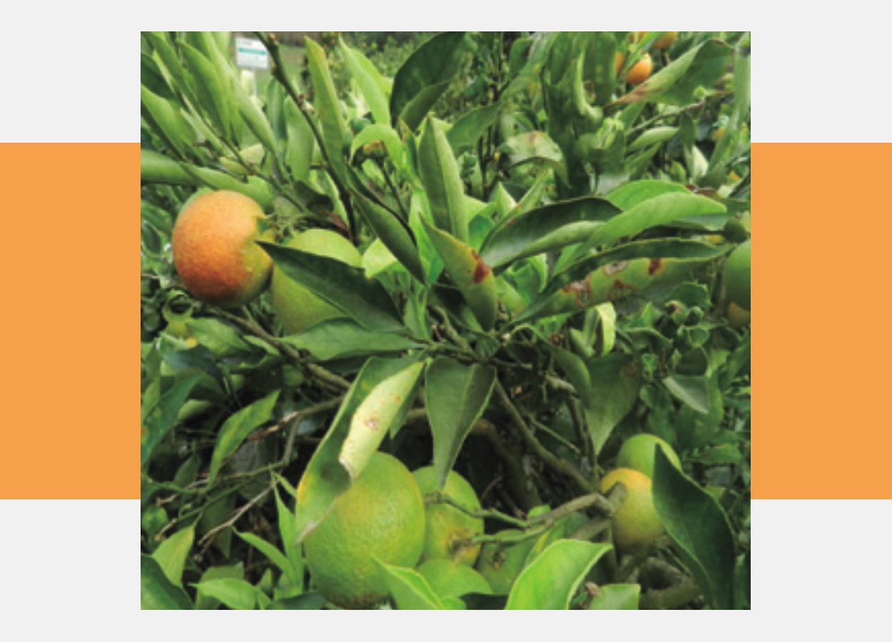 Cultivar Magazine - News and Technical Articles from the Agricultural ...