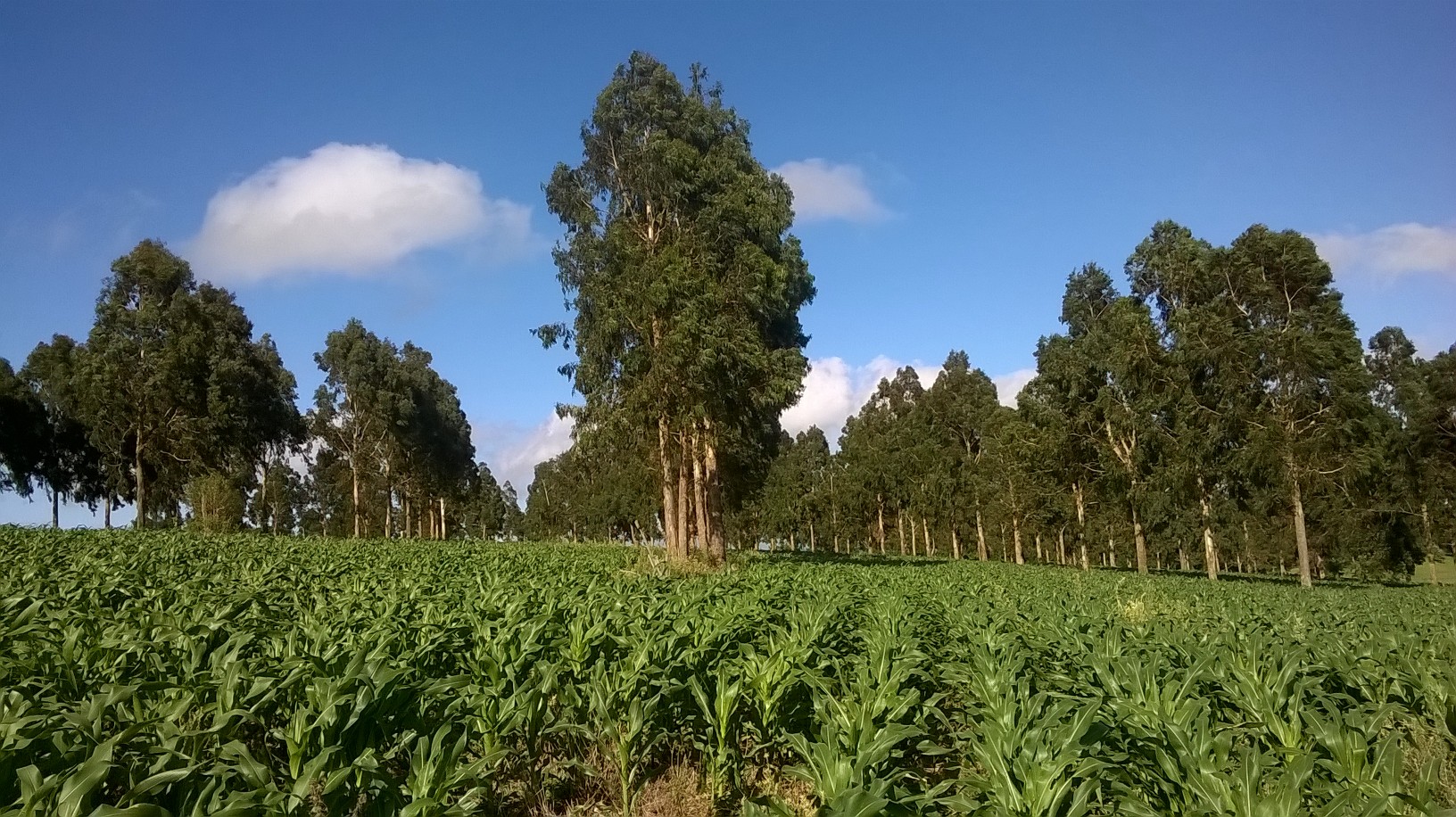 Solo saudável e supressão de doenças | Revista Cultivar